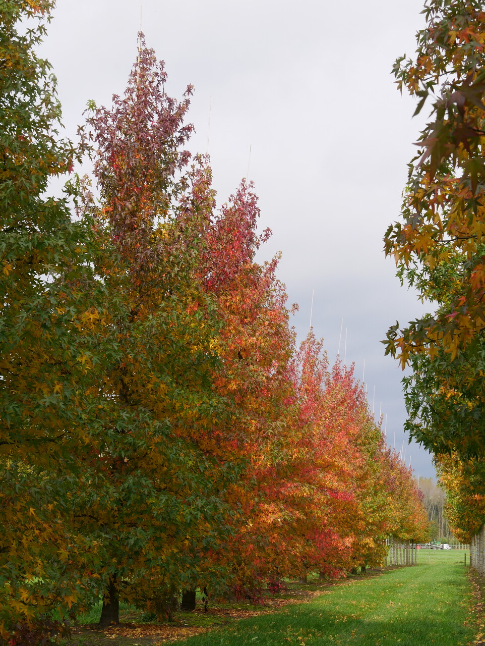 Liquidambar styraciflua 'Worplesdon' | Amberboom (cv) - Van den Berk Boomkwekerijen